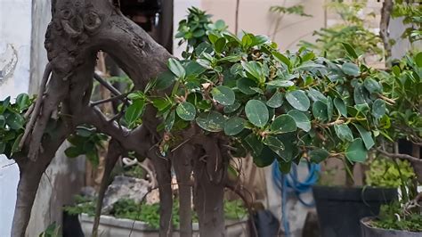 그린 아일랜드 피커스는 Ficus Microcarpa라고도 알려져 있습니다 이 식물은 남중국과 오세아니아 섬에서 자생합니다 0