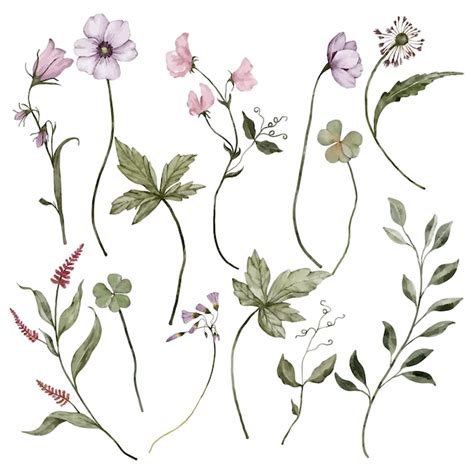 Conjunto De Flores Y Hojas Vector Premium
