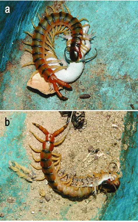 Giant Centipede Information