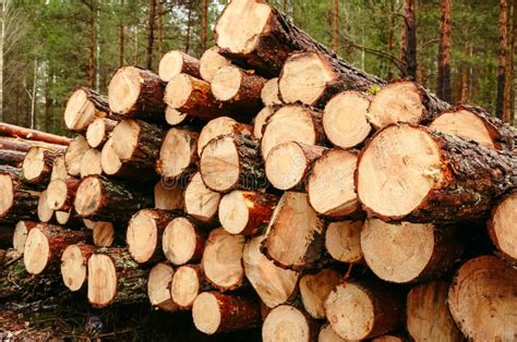 Logging In The Forest Stock Image Image Of Felling Paper 717487