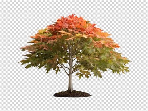 Premium Psd Tree Png