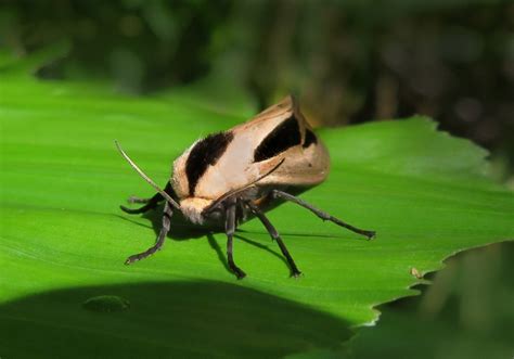 Baphomet Moth Creatonotos Gangis Bali Wildlife