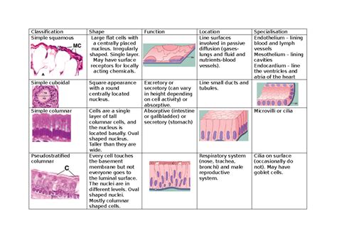Epithelium Cells Classification Shape Function Location