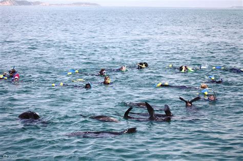 Nage avec les dauphins et les phoques dans la péninsule de Mornington