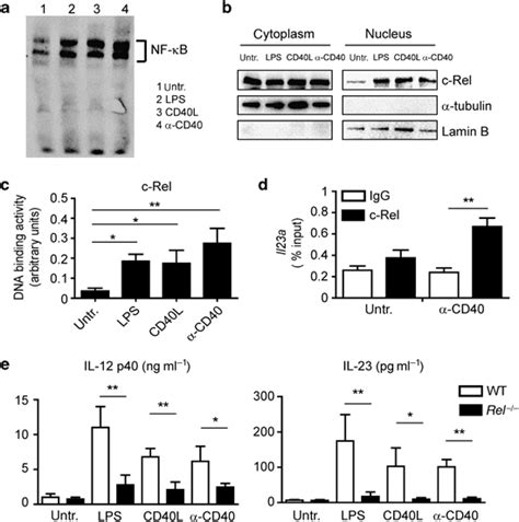 Stimulation Of Bone Marrow Dendritic Cells Bmdcs By Anti Cd40 And