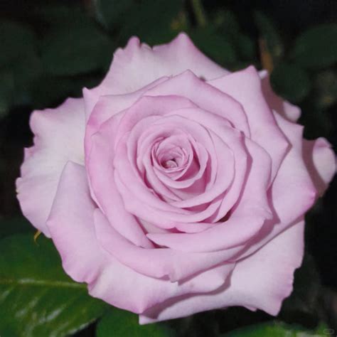 Nayeli Rose Plan娜耶莉 Roseexplosion