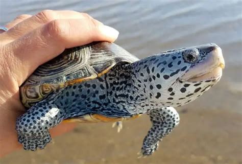 Diamondback Terrapin Price In India