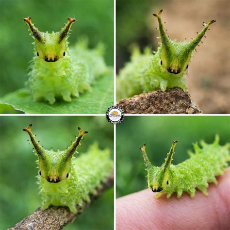All 💚👑 Japanese Emperor Caterpillar Natures Tiny Royalty 🐛📷 Meet