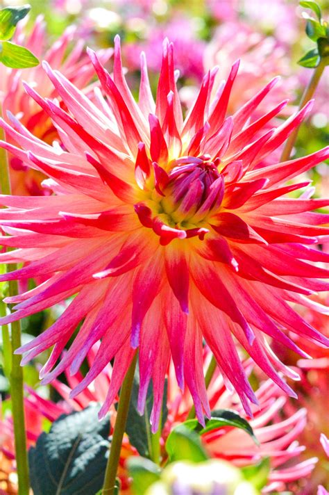 Dahlia Bora Bora Tubers — Buy Online At Dutchgrown™