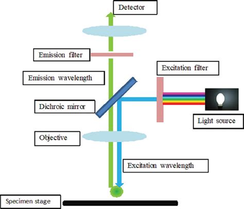 Confocal Microscopy Working Principle And Applications In Dermatology
