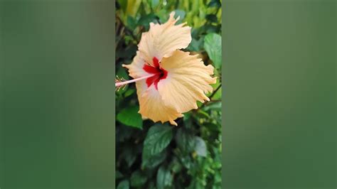 சிவப்பு மஞ்சள் நிற செம்பருத்தி🌼 Youtube