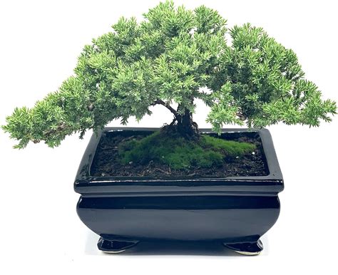 Live Dwarf Australian Weeping Willow Bonsai Tree Fast