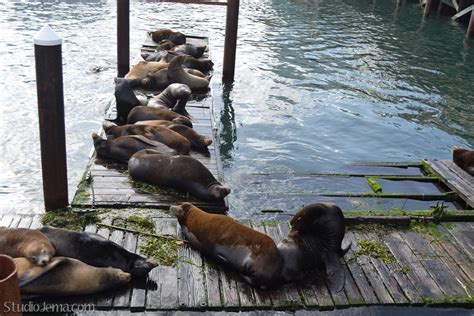 Sea Lions In Newport Oregon On The Docks Gypsy Jema
