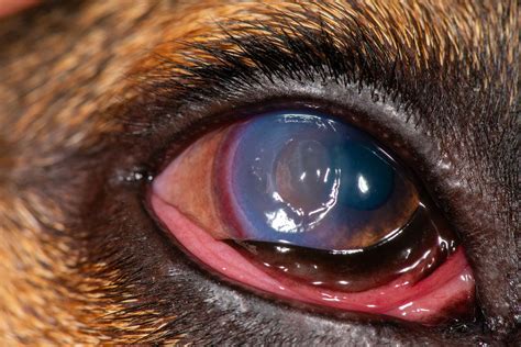 Corneal Ulcers Ophthalmology Advice For Vets