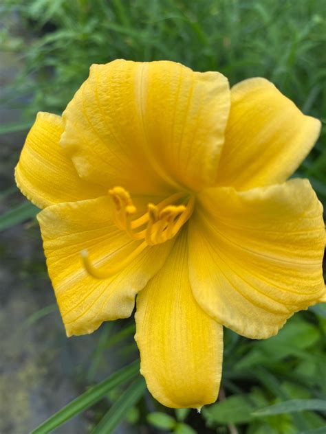 LILIOWIEC STELLA DE ORO 2LITRY KWITNIE 4 MIESIĄCE 5904933032563