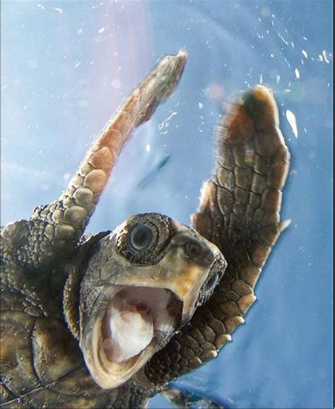 Sea Turtle Screaming Scrolller