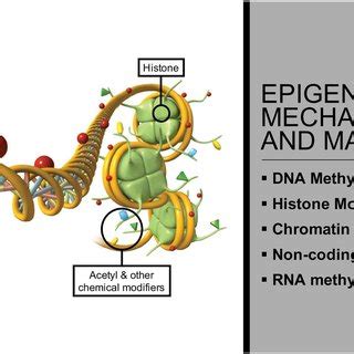 Epigenetic Mechanisms And Processes Marks Modified From 330