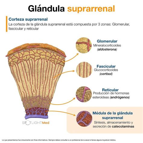 Glándula Suprarrenal Corteza Suprarrenal Glandulas Suprarrenales