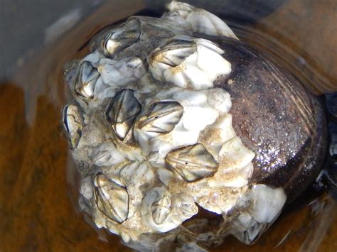 Semibalanus Balanoides British Nature Guide