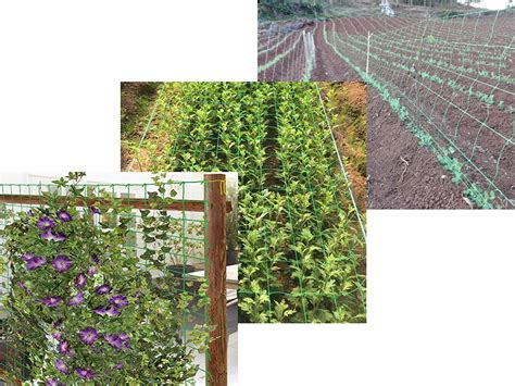 Grow Net Trellis Netting Non Woven Plastic For Container Garden Garden Products B2B Supplier