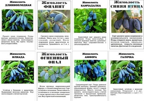 Сорта жимолости с фото, названиями и описанием