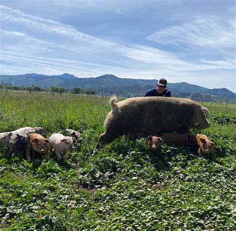 Starwalker Organic Farms Certified Organic Beef And Pork