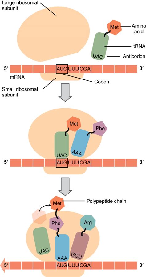 The Top Part Of This Figure Shows A Large Ribosomal Subunit Coming Into