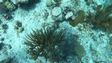 Sea Sponge Cell Types