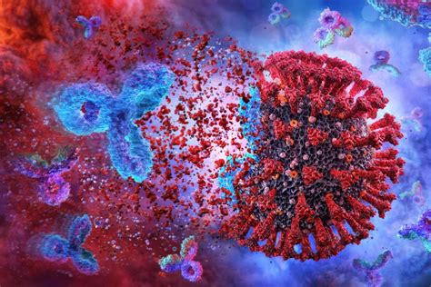 Exploring Cross Neutralizing Anti Sars Cov 2 Antibody Responses Among