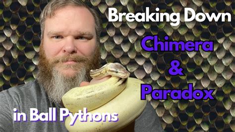 Ball Python Envy The Paradox Or Chimera Ball Python Mystery Youtube
