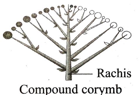 Compound Corymb