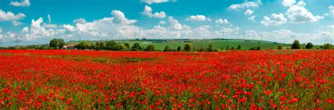 214500개 이상의 Poppies 스톡 사진 그림 및 Royalty Free 이미지 Istock