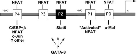 The Proximal Il 4 Promoter Not Drawn To Scale Nfat Binding Sites