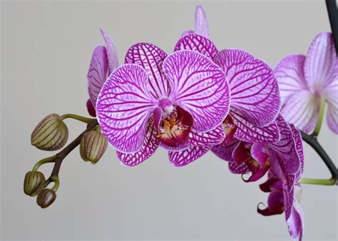 Orchid Poster By Fast Elevator Displate