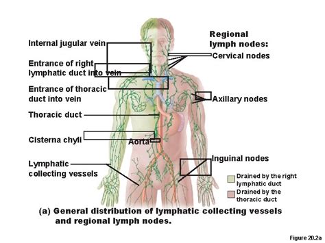 Chapter 20 The Lymphatic System Lymphatic System Consists