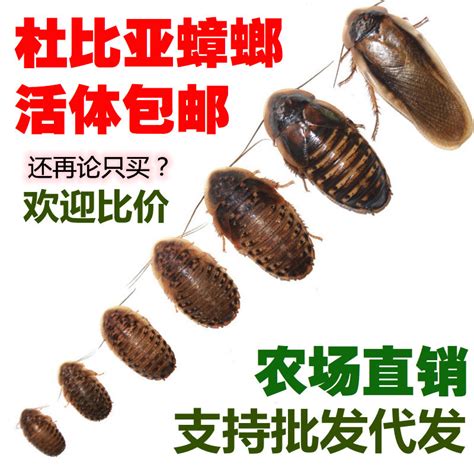 北方杜比亚蟑螂活体饲料爬宠鬃狮蜥蜴龙鱼鸟守宫龟活诱喂食包邮 虎窝淘
