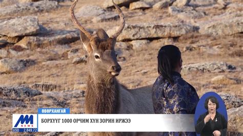 Бугын илий Борхүүгийн эвэр 60 см орчим ургаж салаалж эхэлжээ Youtube