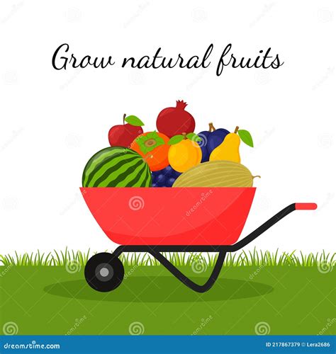 Una Carretilla De Jardín Llena De Fruta Madura Cosecha De Frutos