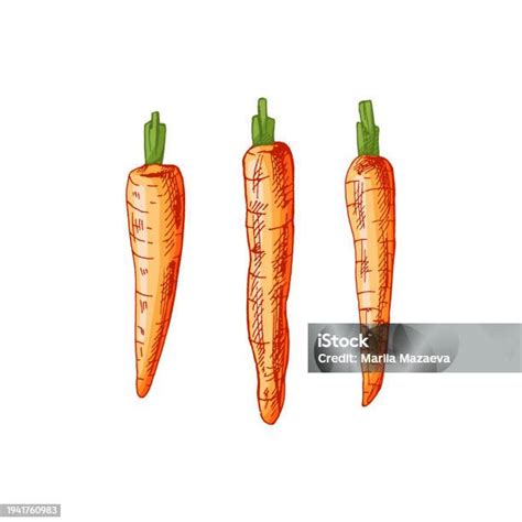 유기농 식품 당근의 손으로 그린 컬러 벡터 스케치입니다 낙서 빈티지 일러스트입니다 메뉴와 라벨을 위한 장식 새겨진 이미지 건강한