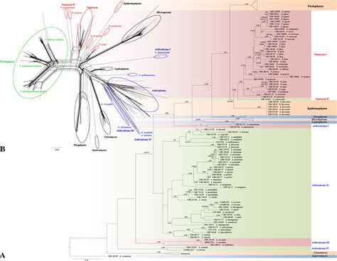 Reconstructed Phylogenetic Tree Of Arthrodermataceae And ITS Based