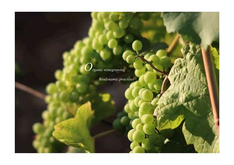 Brochure Domaine Henri Rebourseau Ppt