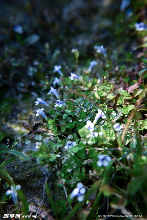 母草摄影图其他自然景观摄影图库昵图网
