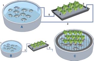 通过混养推进更加综合的水产养殖 鱼菜共生 生物絮团技术 FLOCponics Aquaculture International