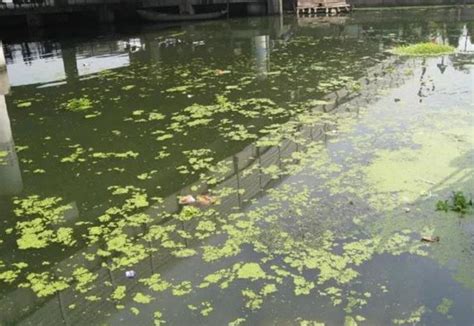 砻笆岩专业填料厂家生物填料厂家 河南同德环保工程有限公司