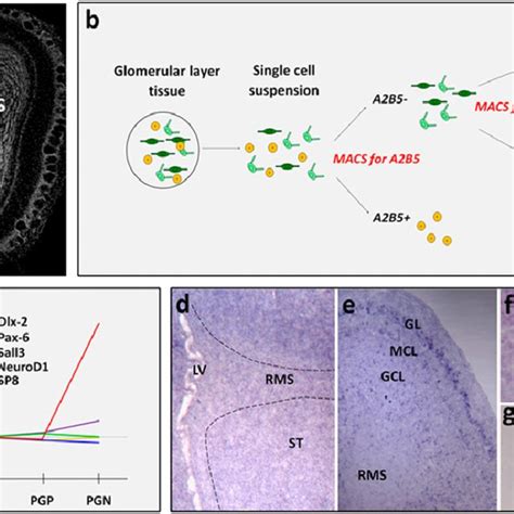Neurod1 Induces Neuronal Morphology In Vivo Effect Of Neurod1