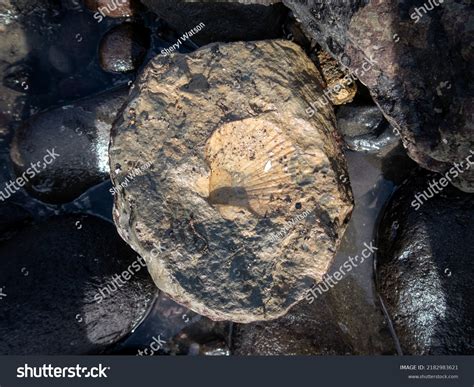 Intact Fossil Images Stock Photos Vectors Shutterstock
