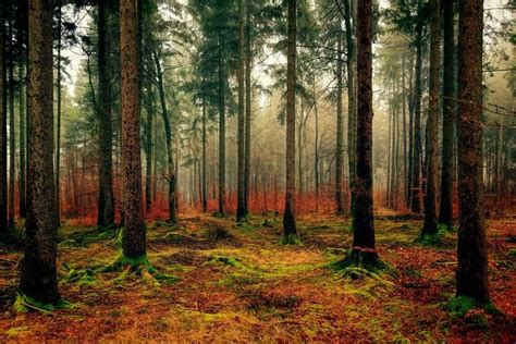 Bosque Seco Características Fauna Flora Y Temperatura