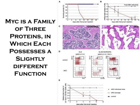 Ppt The Myc Transcription Factor Powerpoint Presentation Free