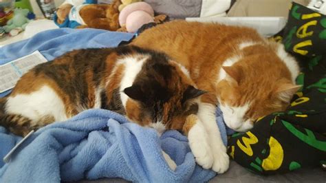 Best Images About AICE Thinking Skills On Pinterest Thinking Skills Problem Solving And