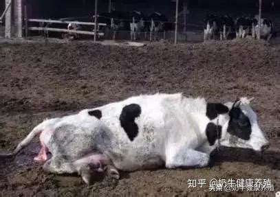 奶牛无故流产的原因分析 知乎